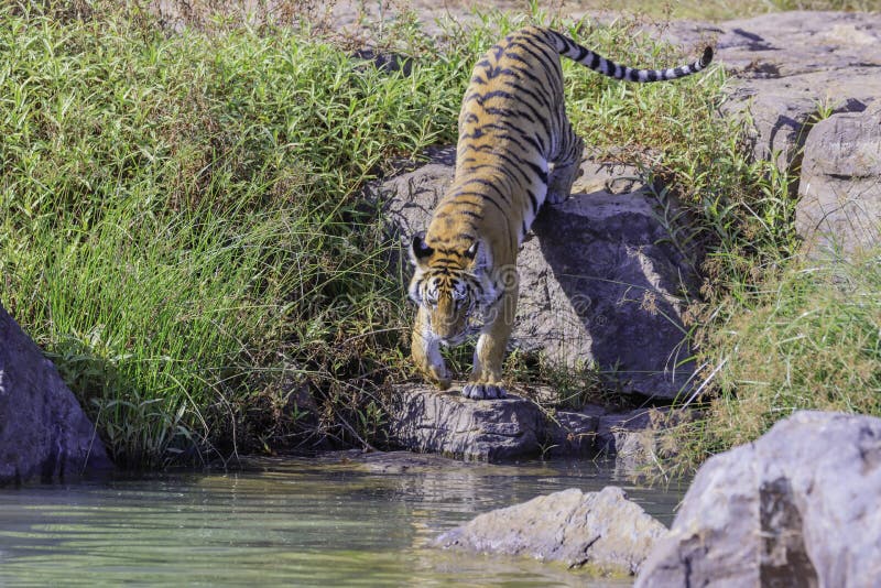 Tiger out for a drink stock photo. Image of drink, wild - 266494898