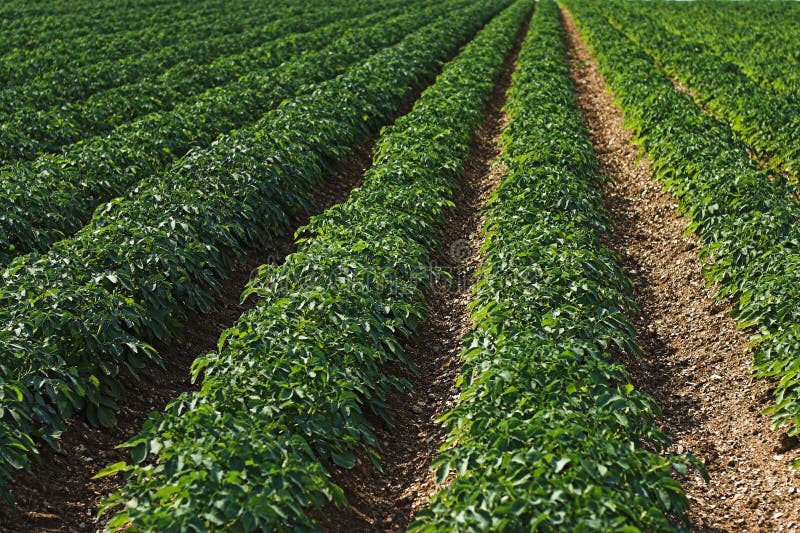 Out in the farm... stock image. Image of crop, wheat, plant - 926629
