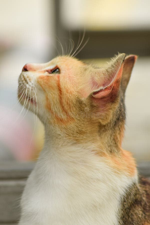 Out of Focus, a Cat is Looking Up Stock Image - Image of focusa, close ...