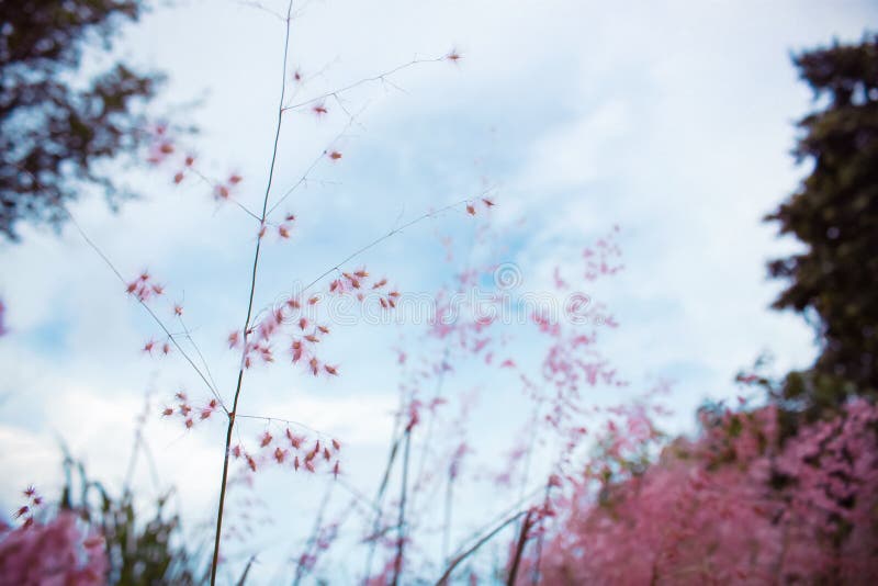 Out of Focus Image,pink Flower Grass Natal Grass, Natal Redtop, Ruby ...