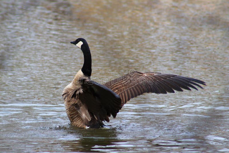 Out of Here stock image. Image of goose, ready, nature - 52401329
