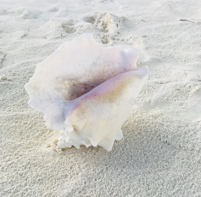 Conch Bahamas stock photo. Image of mollusk, shell, live - 60502350