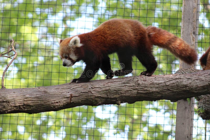 Limbwalk Stock Photos - Free & Royalty-Free Stock Photos from Dreamstime