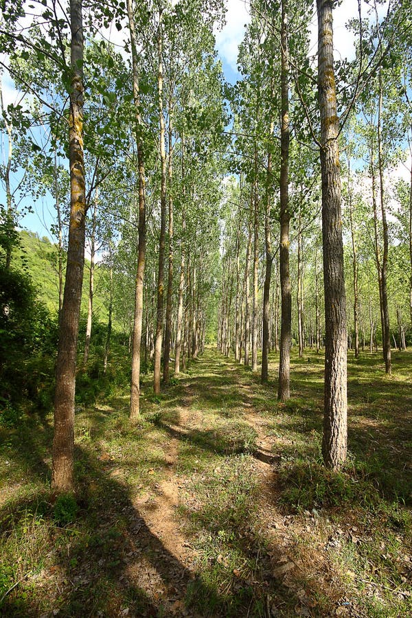 Out of town forest stock image. Image of blue, tree - 108484571