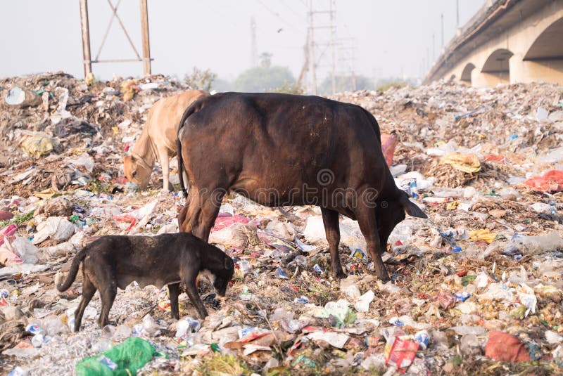Out-of-town Garbage. Cow Eating Trash from a Plastic Bag in India Stock ...