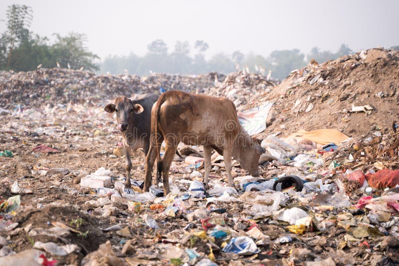 Out-of-town Garbage. Cow Eating Trash from a Plastic Bag in India Stock ...