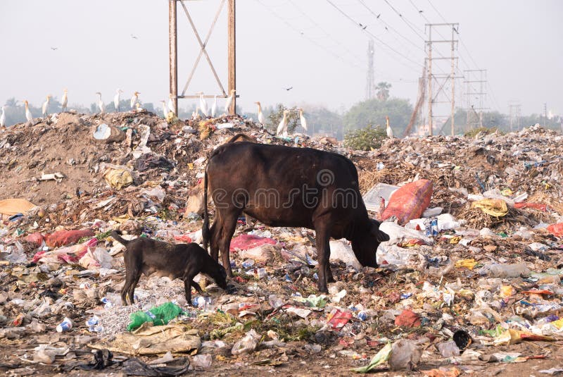 Out-of-town Garbage. Cow Eating Trash from a Plastic Bag in India Stock ...