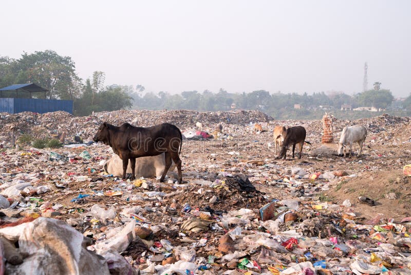 Out-of-town Garbage. Cow Eating Trash from a Plastic Bag in India Stock ...
