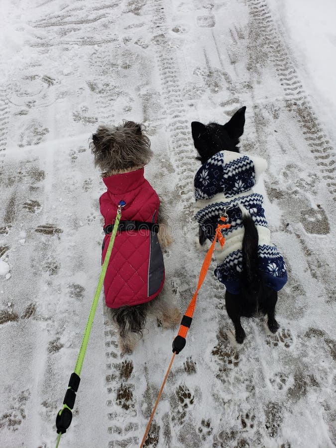 Out for a Walk on a Cold Winter Day. Stock Photo - Image of cold ...