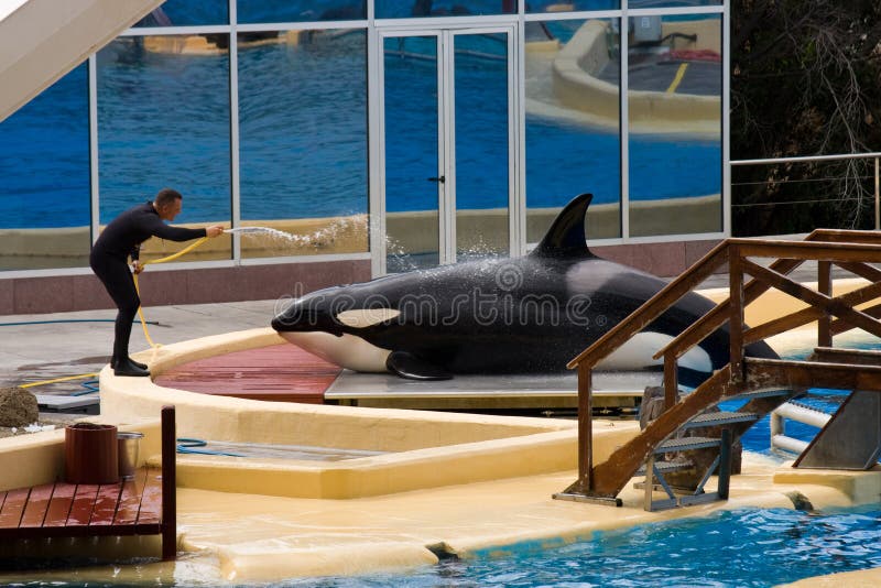 Orca whale and trainer editorial stock photo. Image of amusement - 56130473