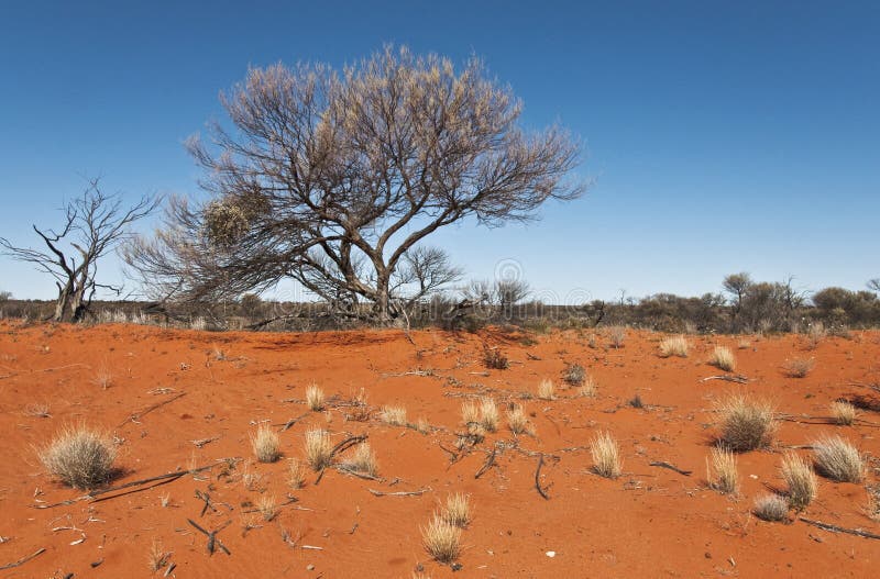 Ranch Landscape Southern Australia Stock Photo - Image of vast, stoney ...