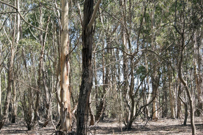 Gum Trees Stringy Bark Stock Photos - Free & Royalty-Free Stock Photos ...