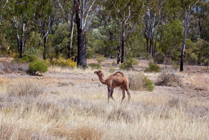 Outback Australian Camel stock image. Image of creature - 129139185