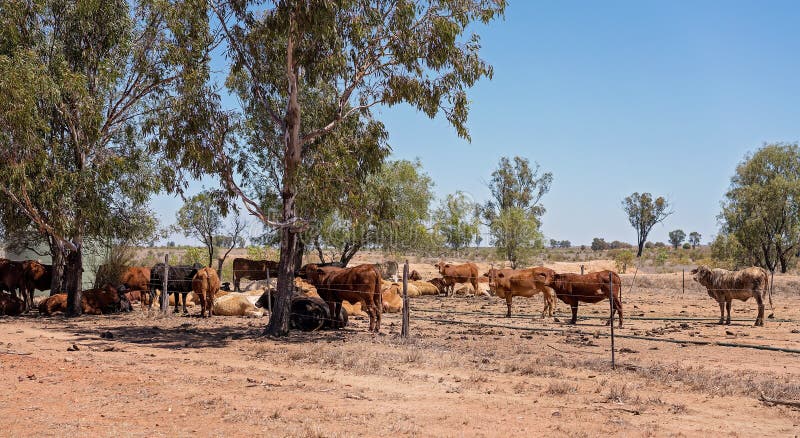 Cattle In Outback Near Water Watering Hole Stock Image - Image of hole ...