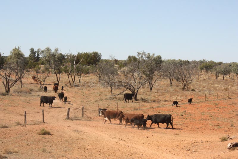 Outback Cattle stock image. Image of dirt, cattle, santa - 22598857