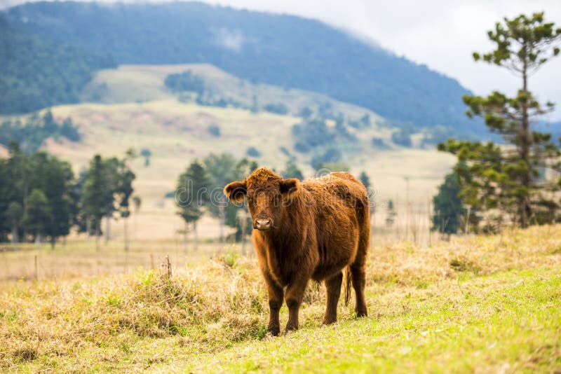 Outback Cow stock image. Image of beef, field, pasture - 57844363