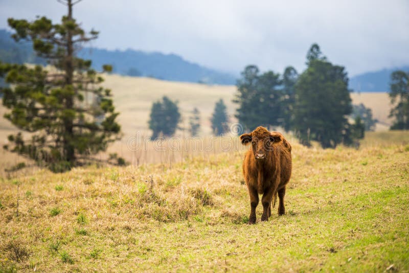 Outback Cow stock image. Image of mammal, beef, pasture - 57844493
