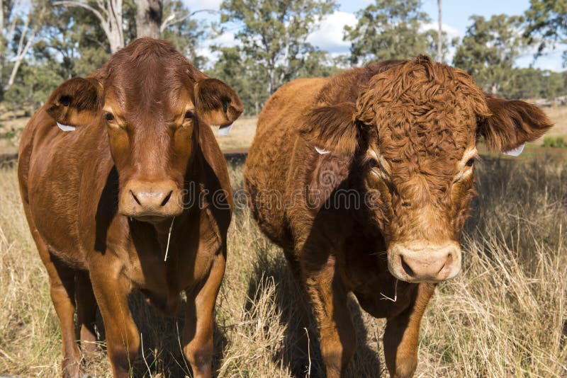 Outback Cows stock image. Image of green, grazing, beef - 57259481