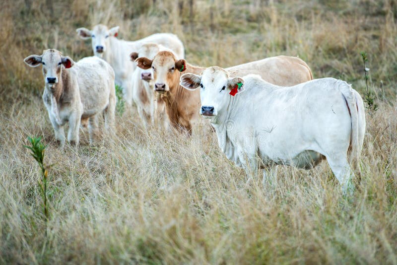 Outback Cows editorial photo. Image of view, green, rural - 57259861