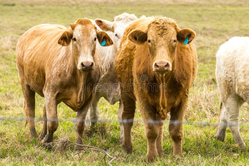 Outback Cows editorial stock photo. Image of meadow, animal - 57260193