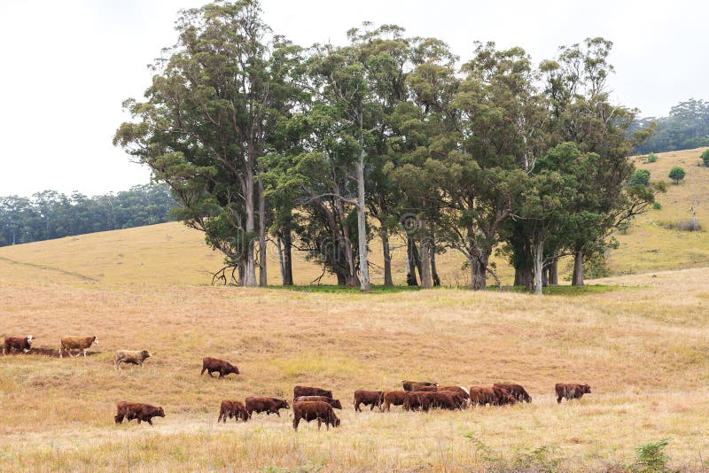 Outback Cows stock image. Image of grazing, countryside - 57846907