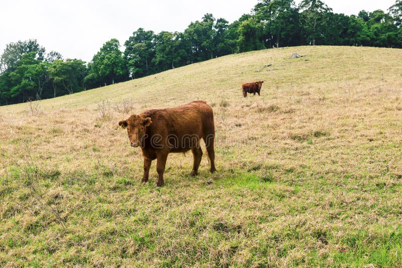 Outback Cows stock photo. Image of pasture, mammal, sunny - 57847898