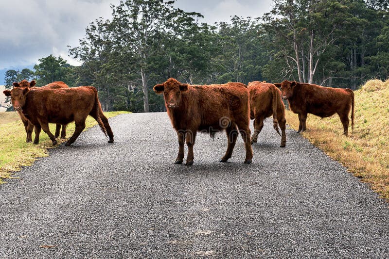 Outback Cows stock image. Image of pasture, green, agriculture - 57848587