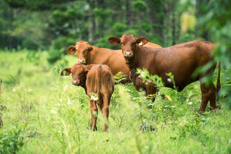Outback Cows stock image. Image of grazing, countryside - 64059635