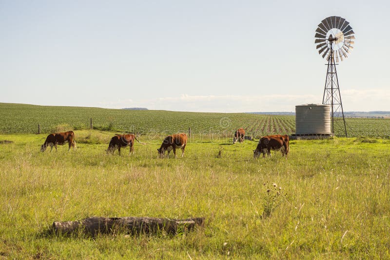 Outback Cows stock image. Image of queensland, background - 64516055