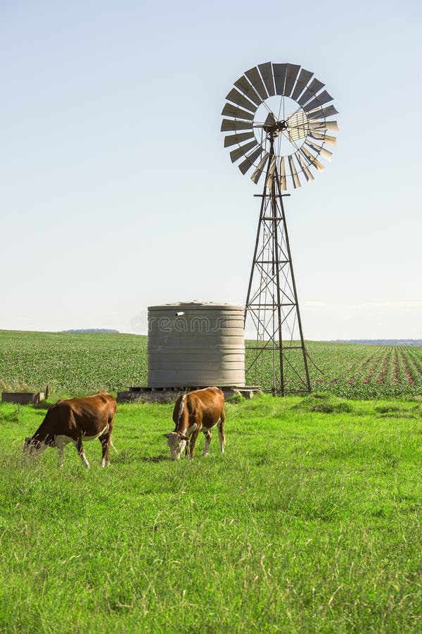 Outback Cows stock image. Image of beef, grass, clouds - 64516079