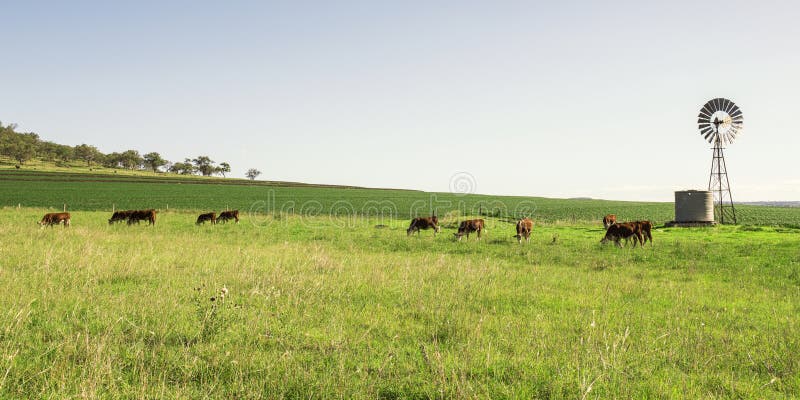 Outback Cows stock photo. Image of summer, field, grass - 64516090