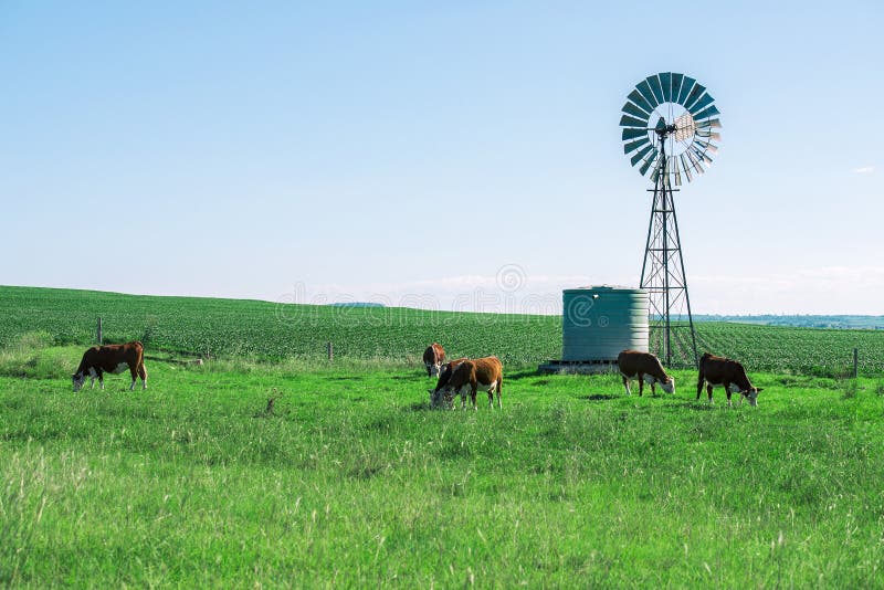 Outback Cows stock photo. Image of pasture, front, sunny - 64516096