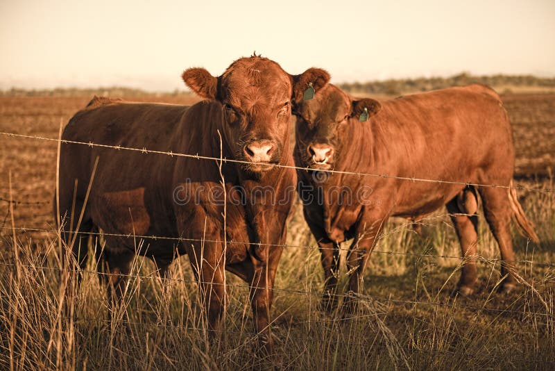 Outback Cows stock image. Image of summer, background - 64653967