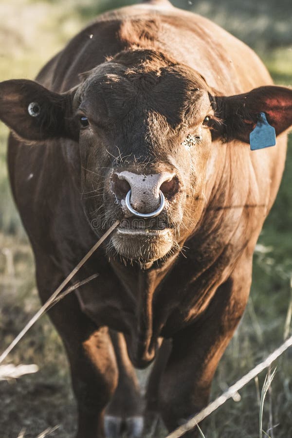 Outback Cows stock photo. Image of view, farm, queensland - 64653976