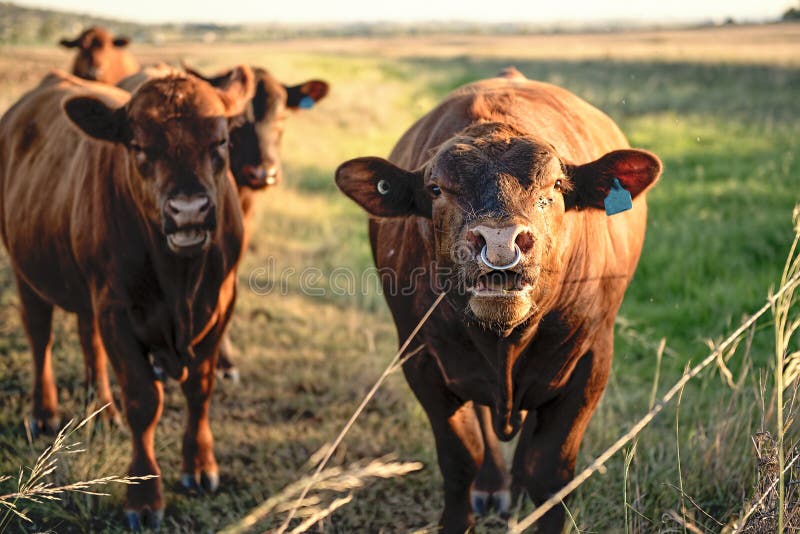 Outback Cows stock image. Image of green, meadow, white - 64653981