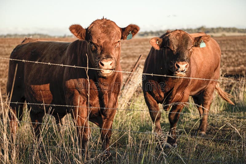 Outback Cows stock photo. Image of sunny, grass, front - 64653984