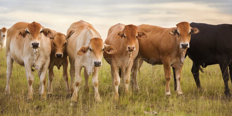 Outback Cows stock image. Image of countryside, agriculture - 65015773