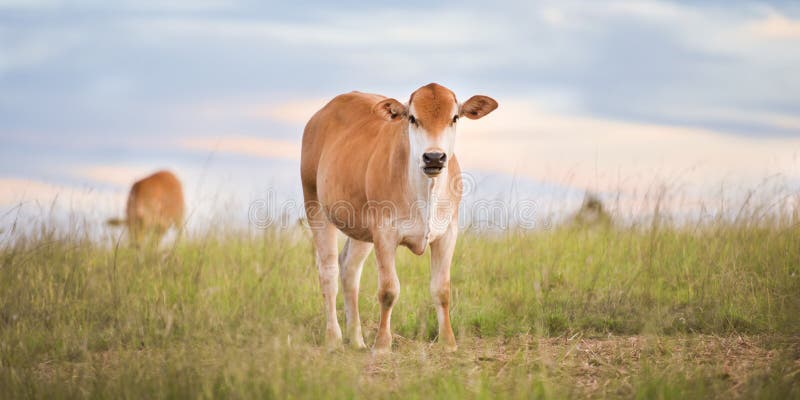 Outback Cows stock photo. Image of front, meadow, graze - 65015788