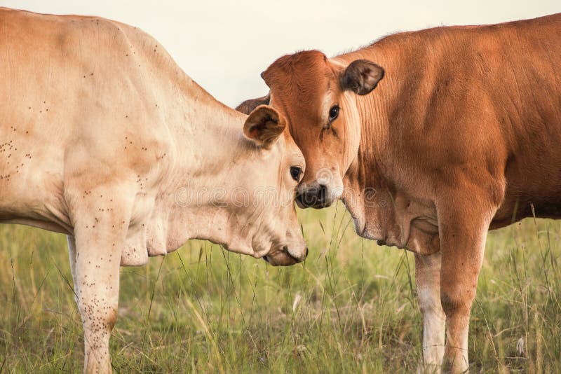 Outback Cows stock photo. Image of white, agriculture - 65015966