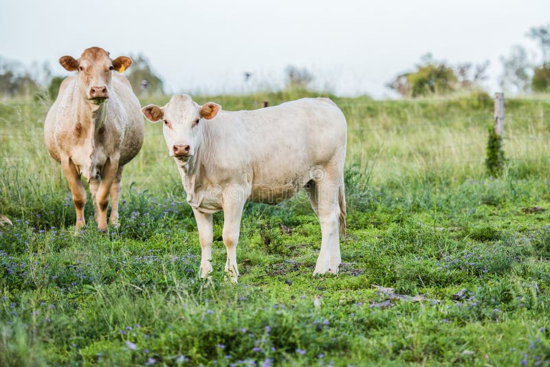 Outback Cows stock photo. Image of agriculture, pasture - 65108608
