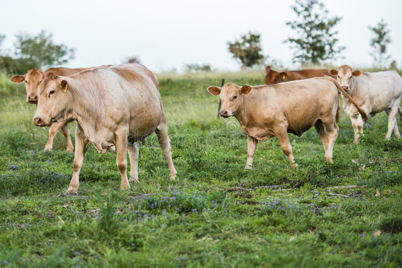 Outback Cows stock photo. Image of beef, farmland, grazing - 65108610