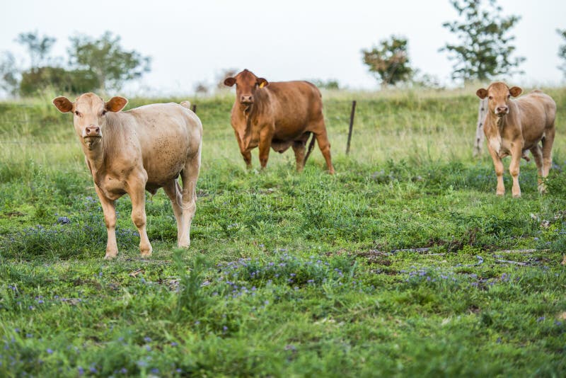 Outback Cows stock image. Image of farmland, countryside - 65108629