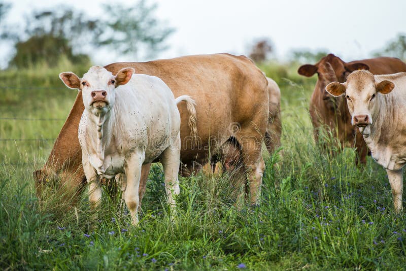Outback Cows stock image. Image of farmland, beef, animal - 65108639