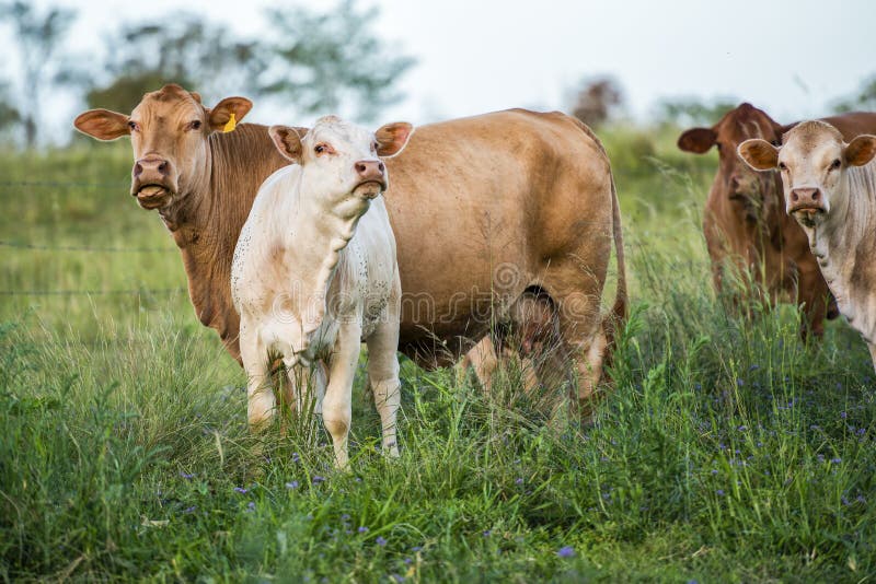 Outback Cows stock photo. Image of animal, graze, queensland - 65108642
