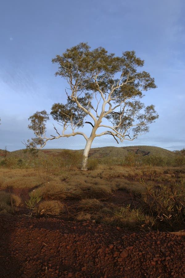 200+ Gum tree Free Stock Photos - StockFreeImages