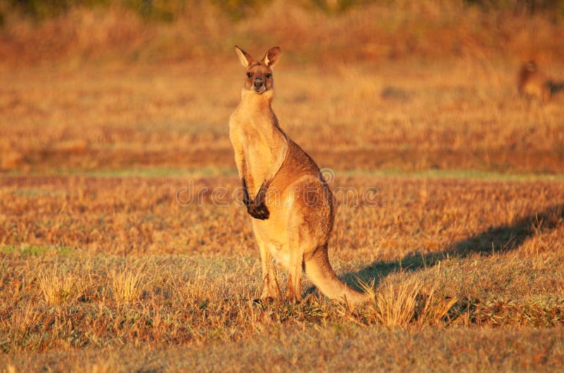 Outback Kangaroo Sign stock photo. Image of panorama - 10446554