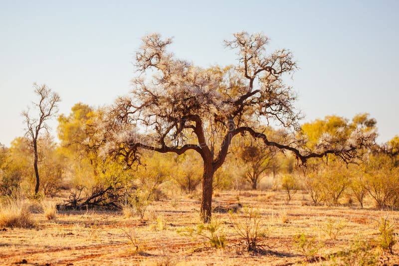 Outback Landscape stock image. Image of landscape, nature - 189559633