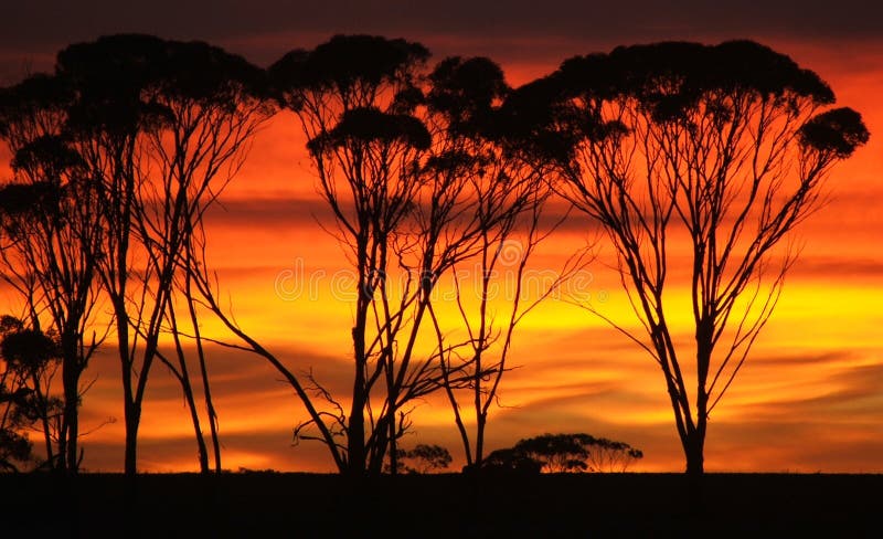 Outback sunrise stock photo. Image of farmland, sunset - 164194