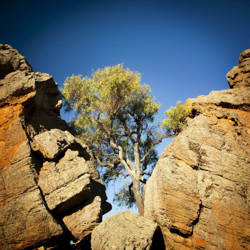 Australian Outback Tree In Rocks Stock Photo - Image of river, outback ...