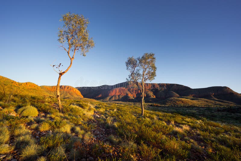 Outback Gum Trees stock photo. Image of sunset, landscape - 10346138